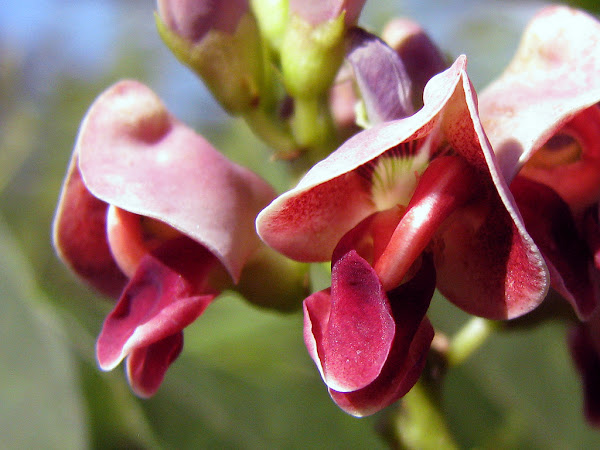 Groundnut, Hopniss | Project Noah