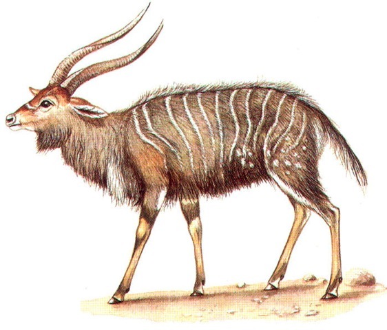 Bongo Animal Drawing