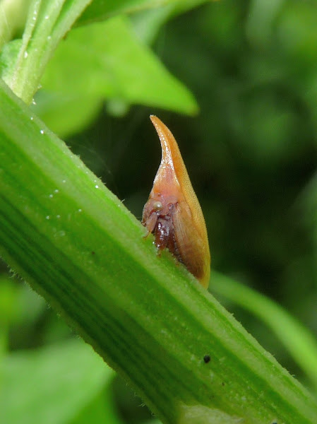 Membracid Treehopper | Project Noah