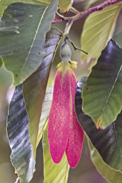 Garjan | Project Noah