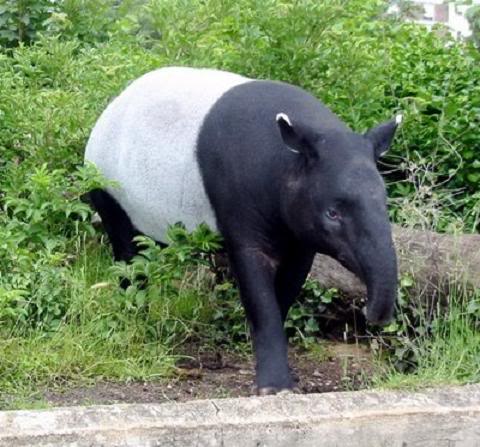 Why is it called TAIPAN