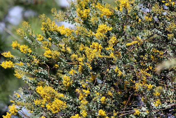 Knife Leaf Wattle | Project Noah
