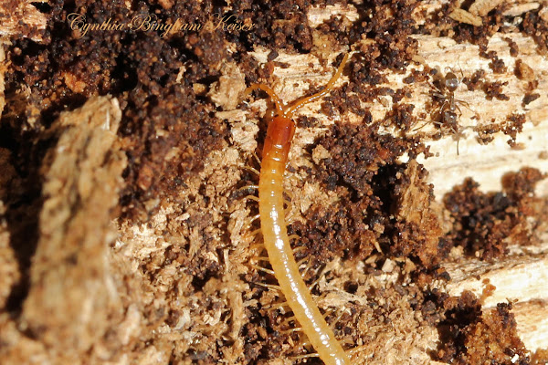 Soil Centipede | Project Noah