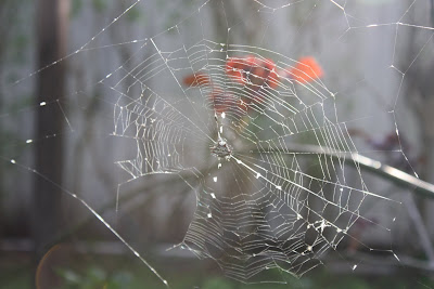 Spider Web | Goofy Exposures