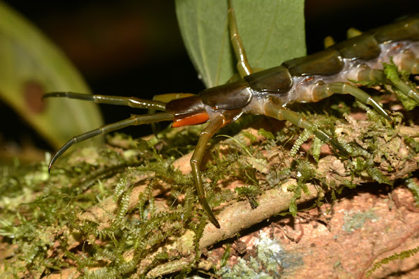 Hunting Centipede | Project Noah