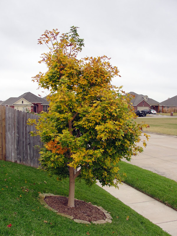 Shantung Maple