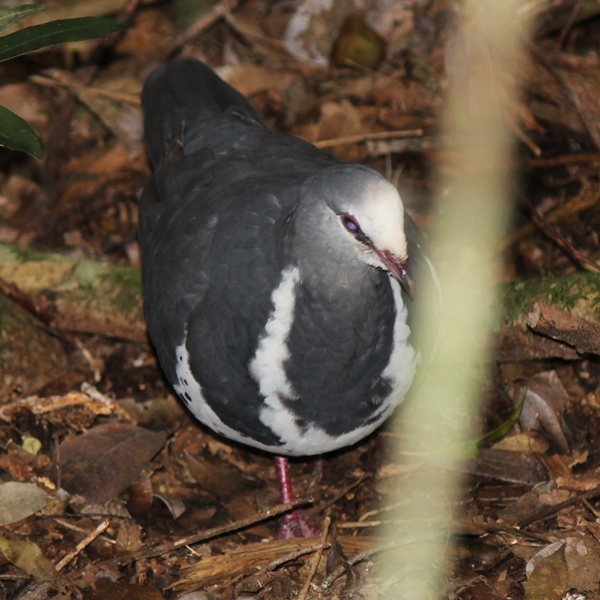 Wonga Pigeon | Project Noah