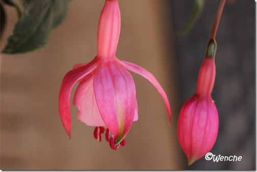 'Beacon Rose' | Wenches Fuchsia