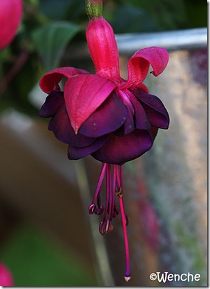 'Rohees New Millenium' | Wenches Fuchsia