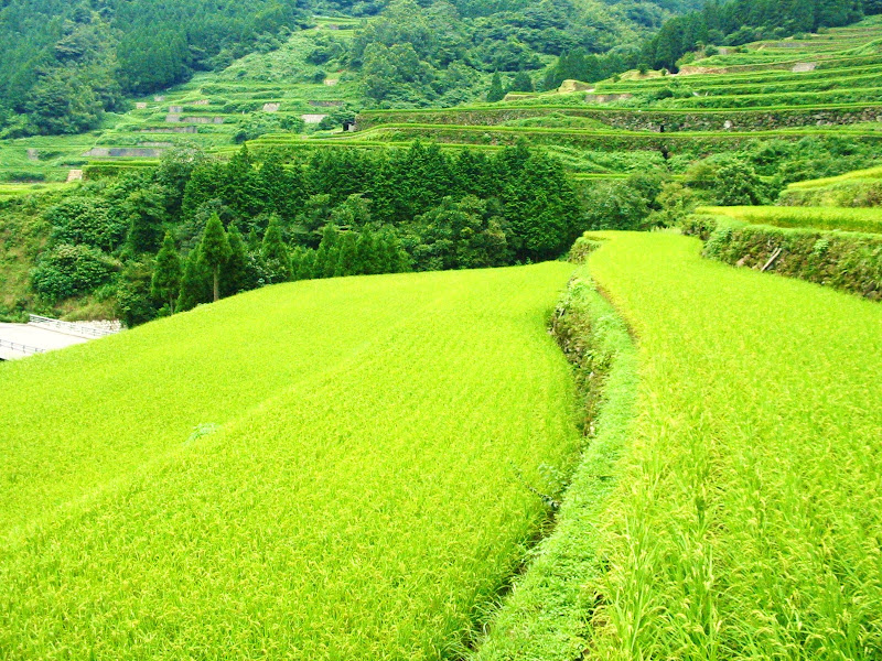 Calligraphy and view: Beautiful " Tanada " (rice terraces)