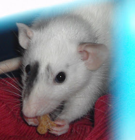 Oh, Rats! | Kings River Life Magazine