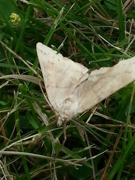 Vetch Looper Moth | Project Noah