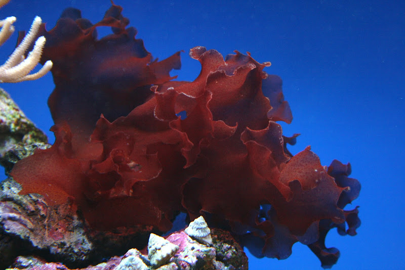 macro id, red sea lettuce? - Reef Central Online Community