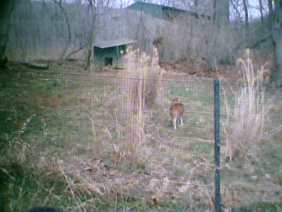 Monkey’s Zoo Pictures – Red Pen Mama