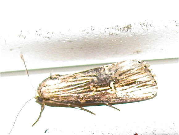 Verbena Moth | Project Noah