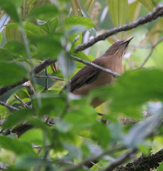 clay-colored thrush | Project Noah