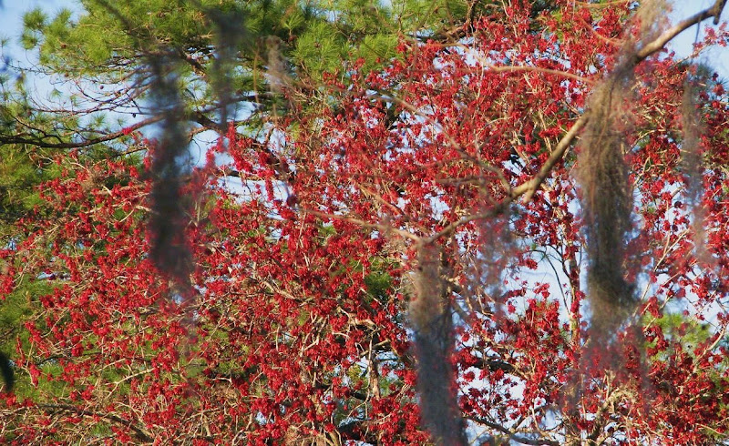 Spring Color - TROPICAL LOOKING PLANTS - Other Than Palms - PalmTalk