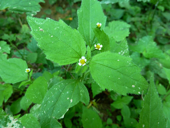 Fringed Quickweed | Project Noah