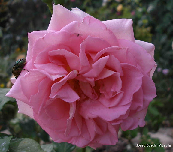 Rosas extrañas - Imagui