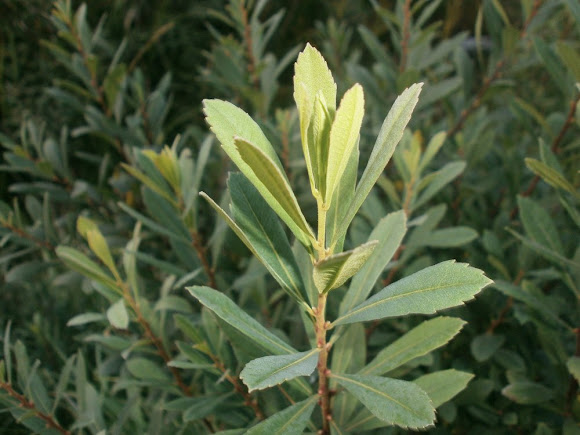 Bog Myrtle? | Project Noah