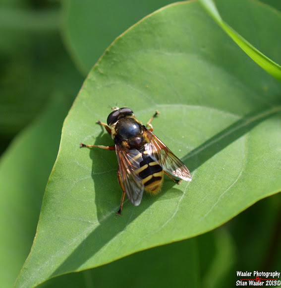 Bog Hoverfly | Project Noah