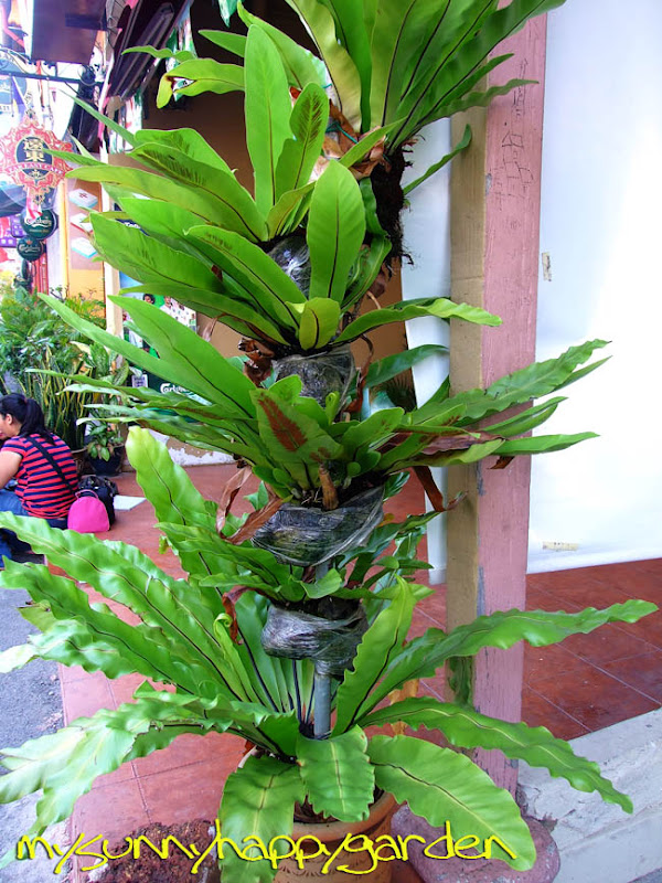 My Sunny Happy Garden: Creative Set-up with Bird's Nest Fern