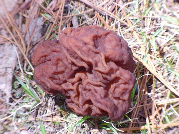 brain mushroom | Project Noah