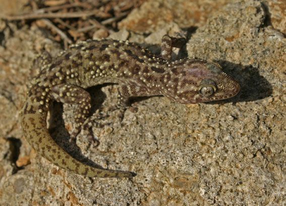Turkish Gecko ( Hemidactylus turcicus )