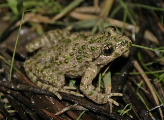 Portuguese Parsley Frog - Pelodytes atlanticus (S Portugal, December 2010)