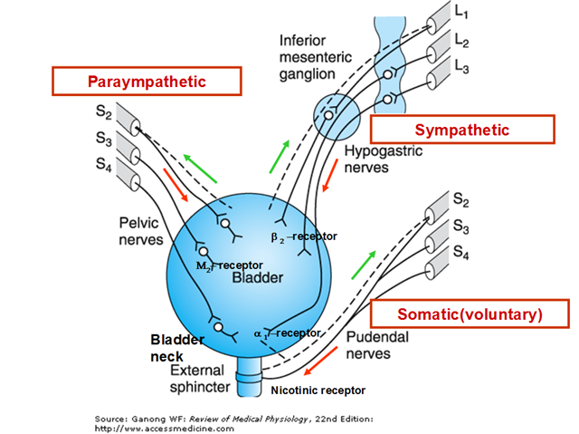 Post Graduate Nephrology: What is the innervation of the bladder?
