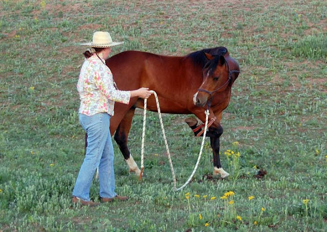 Hobbling Poll - Page 3 - Free Speech Horse Forum