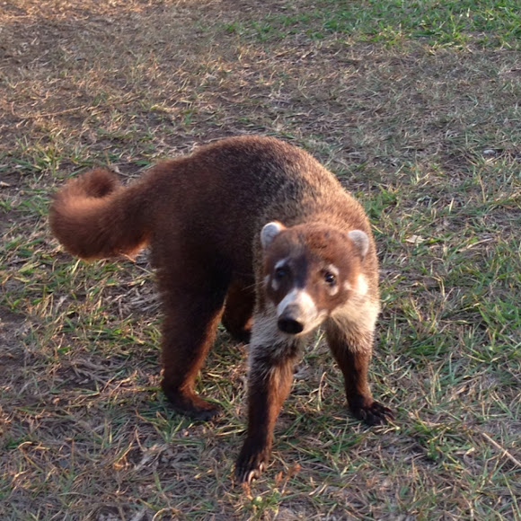 Pisote | Project Noah