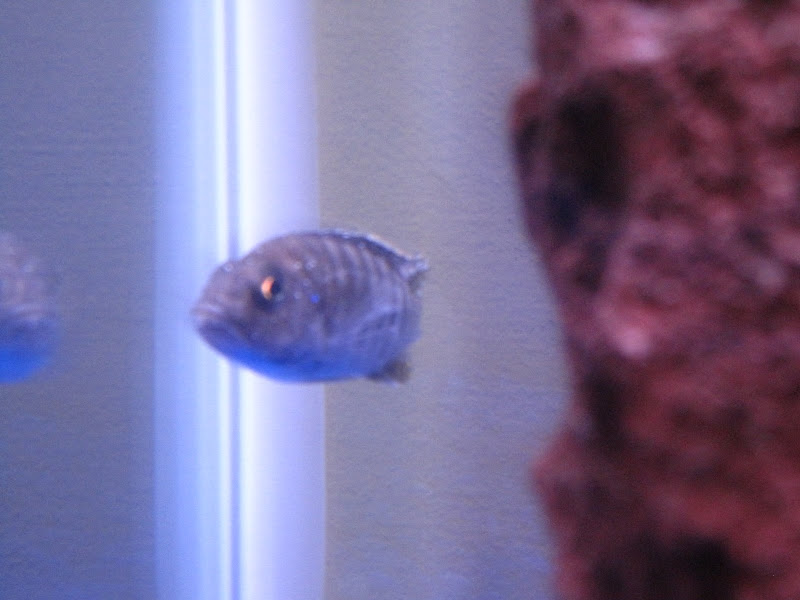does my tank still have ick? | Cichlid Fish Forum