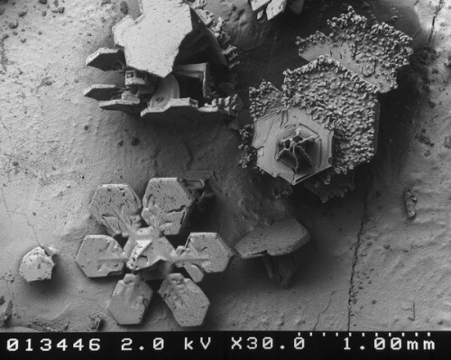 Snow under the electron microscope | Amusing Planet