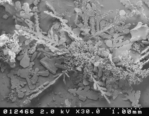 Snow under the electron microscope | Amusing Planet