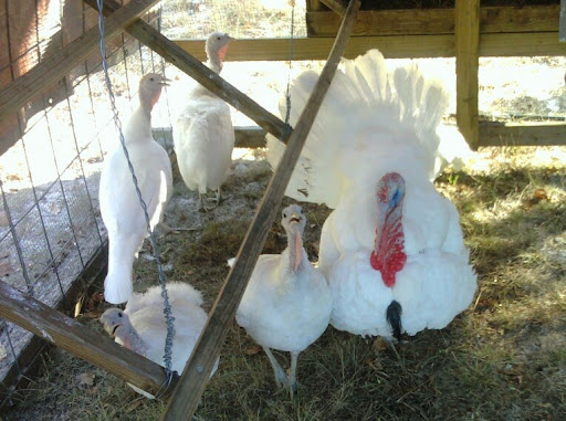 turkey tractor design. need help! | BackYard Chickens - Learn How to ...