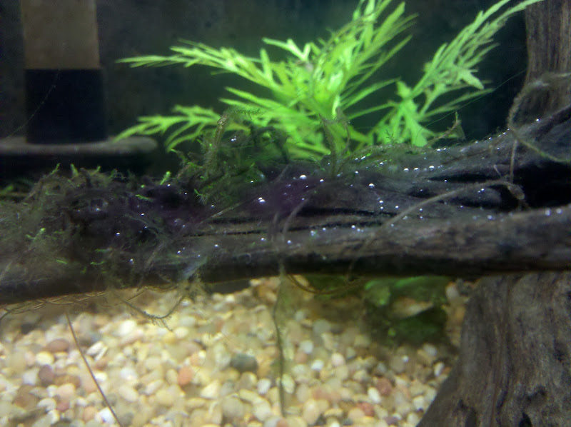 Algae on Java Moss | Aquarium Advice Forum Community