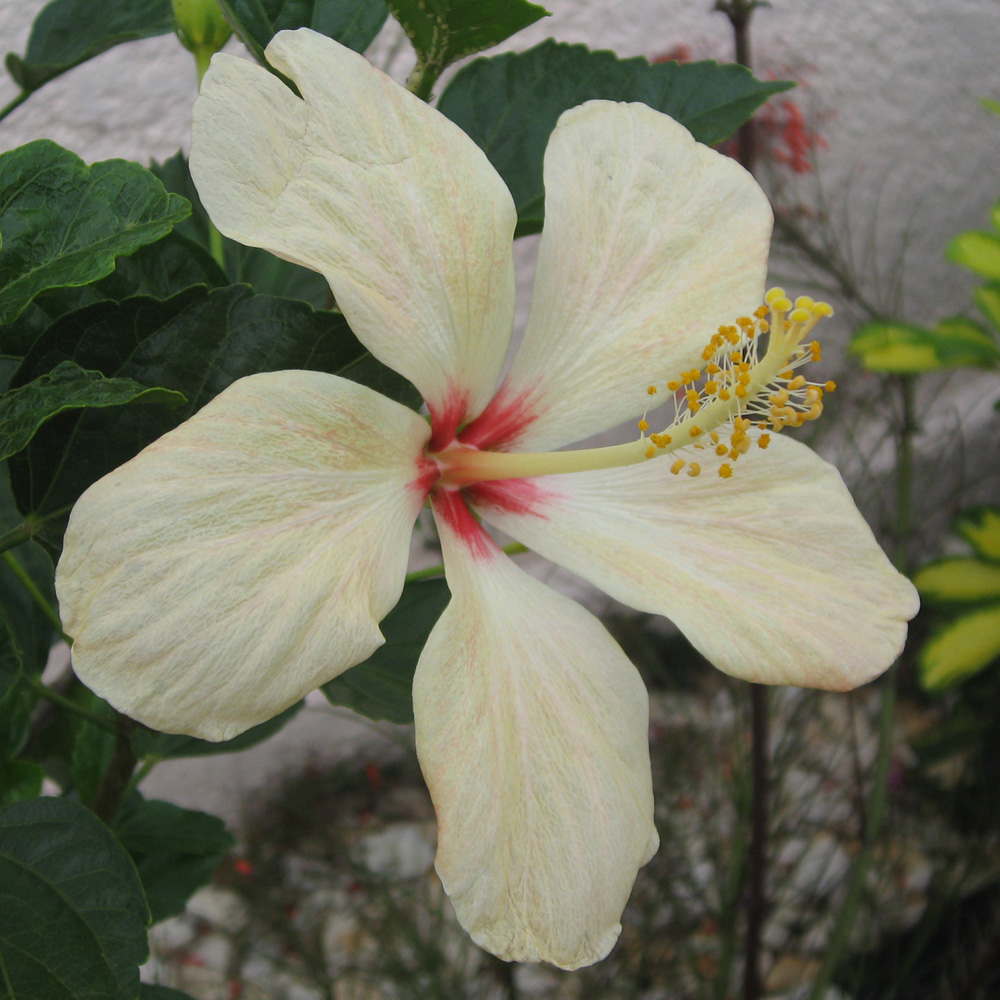 Flowers of Rwanda | en root rwanda