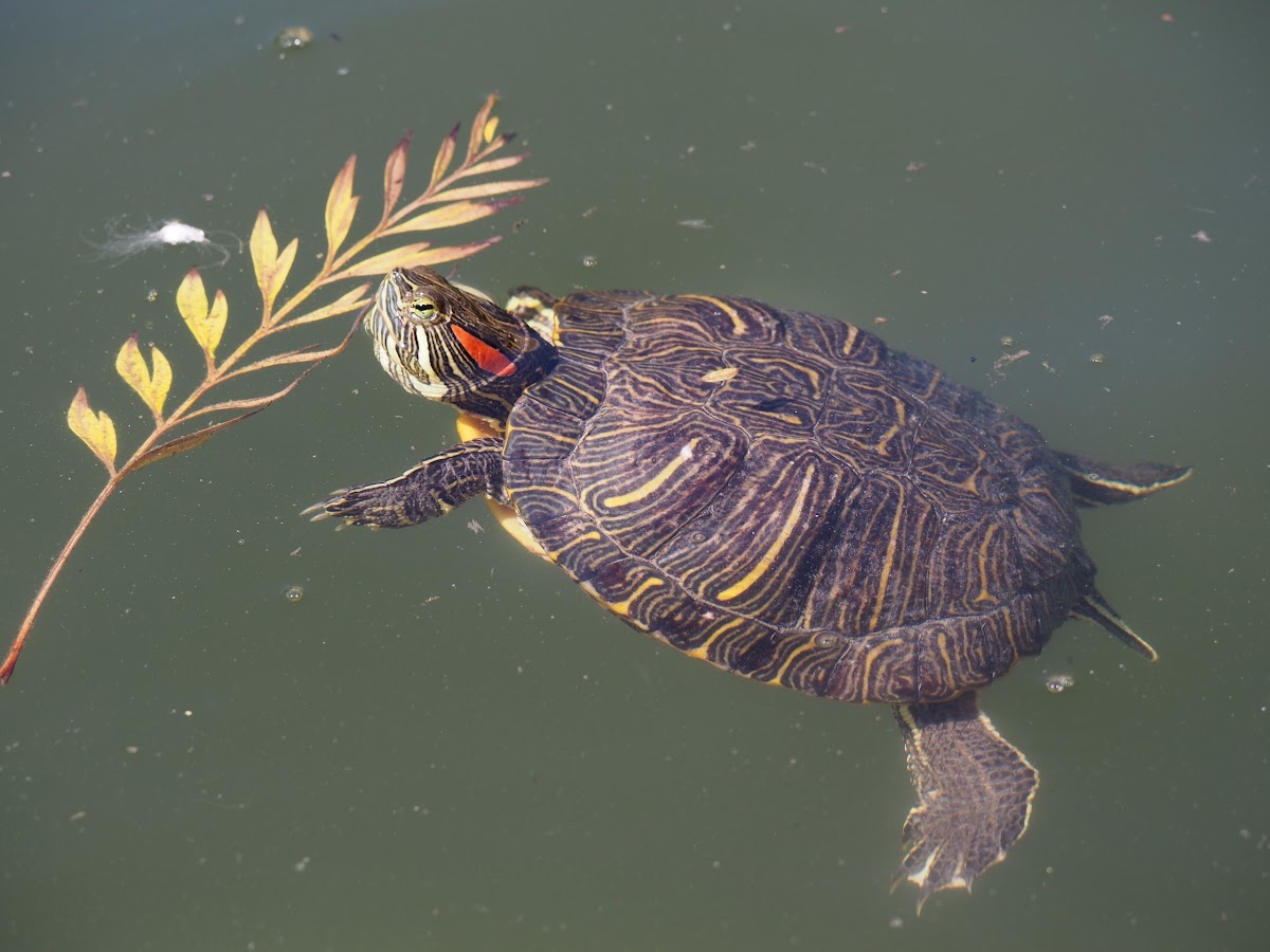 Red-eared slider | Project Noah