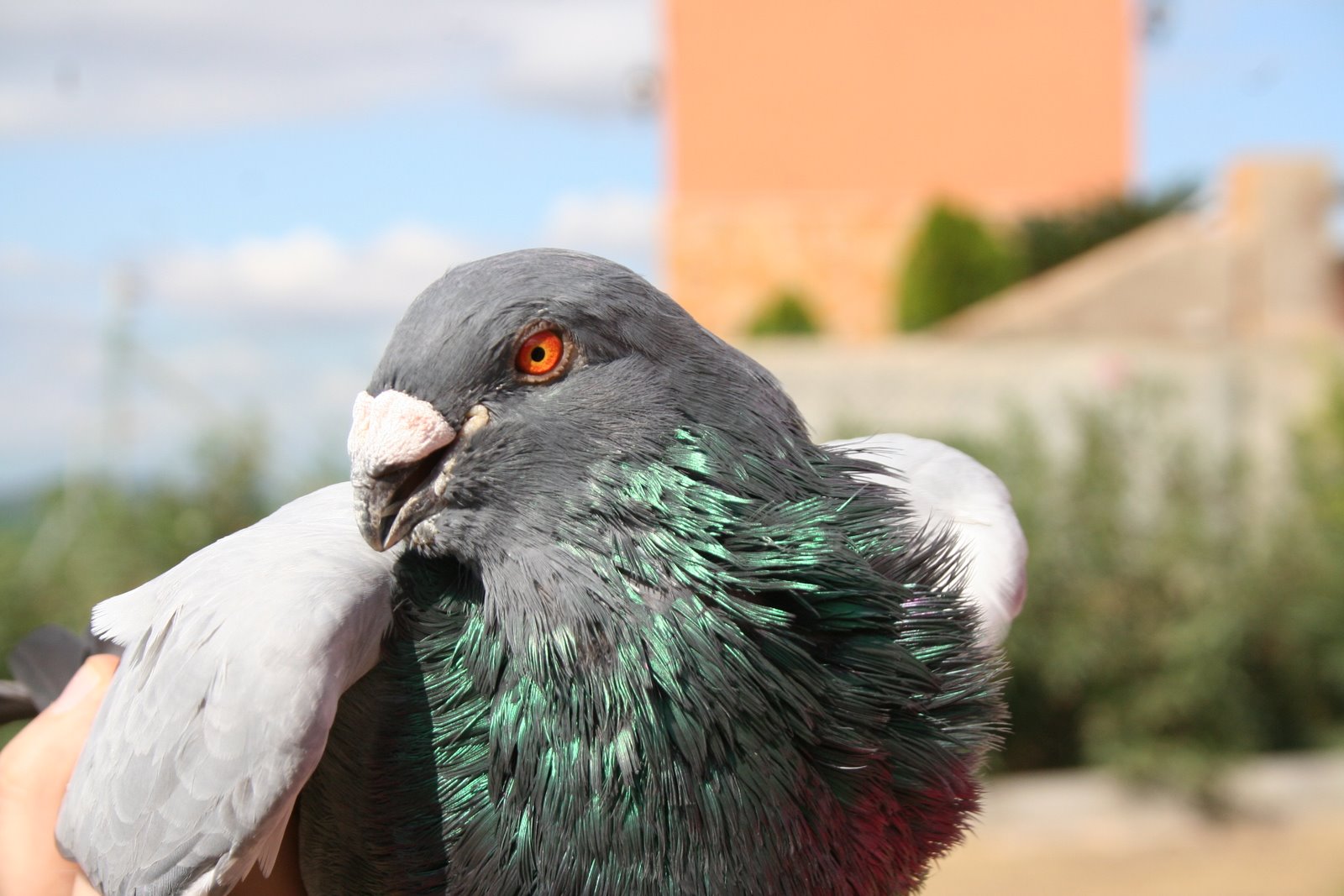 mis buchones jiennenses - mis palomas