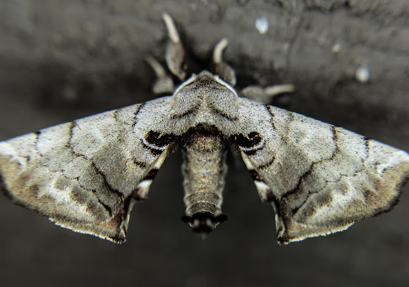 Spotted Apatelodes Moth | Project Noah
