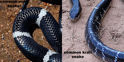 Backyard Herping: how to differentiate between common Indian Krait and common Wolf snake