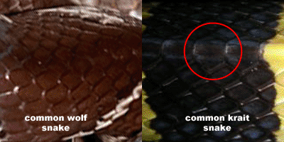 Backyard Herping: how to differentiate between common Indian Krait and ...