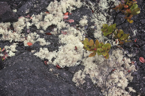 Cup lichen | Project Noah
