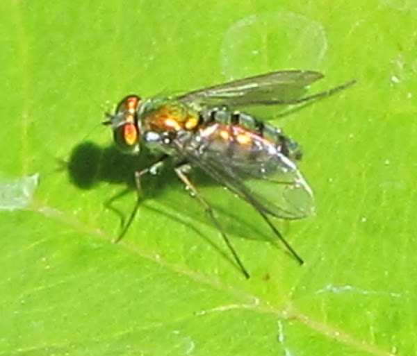 Long-Legged Fly | Project Noah