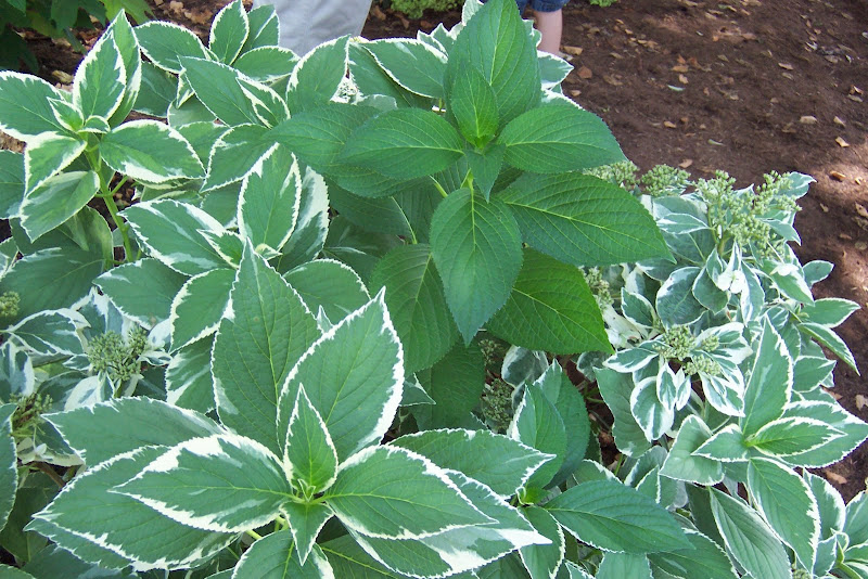 In the Garden: Variegation; Reversion to Non-Variegation and Master ...