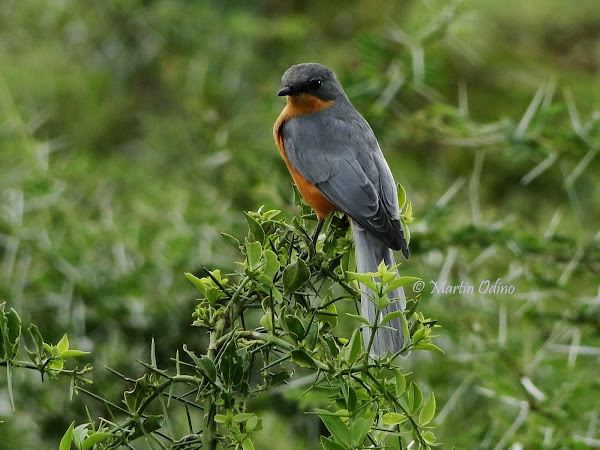 Silverbird | Project Noah