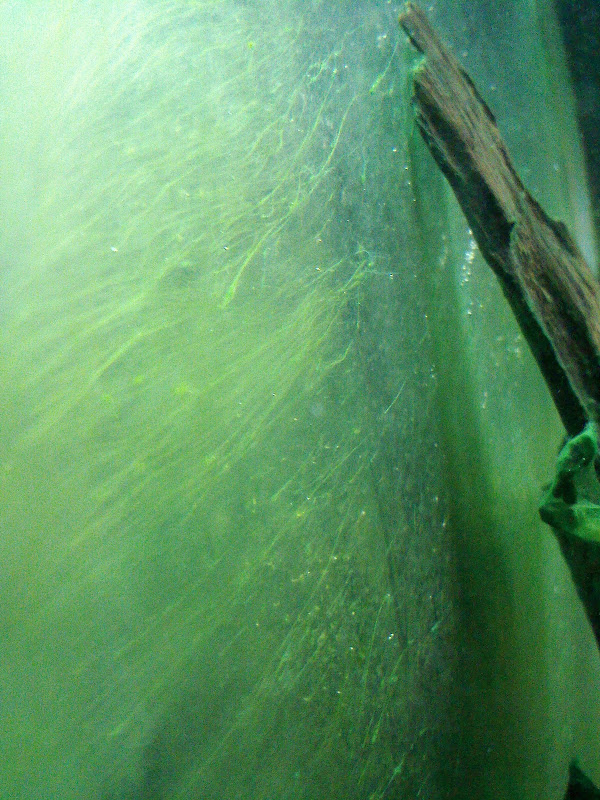 How to remove fuzz algae from plants? | The Planted Tank Forum