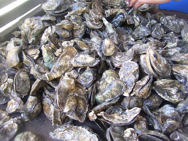 Talaba - oyster - Bisaya Lah!