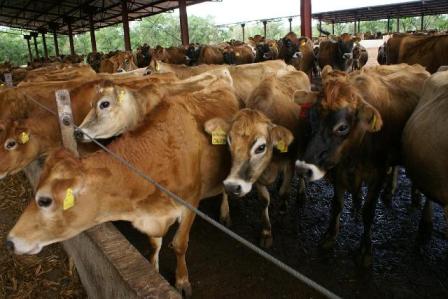 Dr. Bukola Saraki Launches Dairy Development Program - Politics - Nigeria